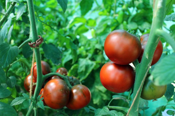 Tomate 'REBELLA' - 10 Bio-Samen | biobewusst-gartenshop