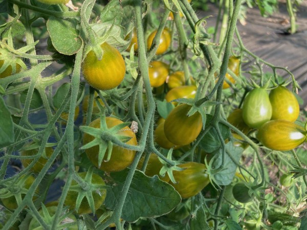 Tomatensorte 'AMBER KEYES' - 10 Bio-Samen | biobewusst-gartenshop