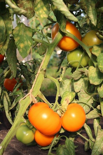 Tomate 'HURMA' - 10 Bio-Samen | biobewusst-gartenshop