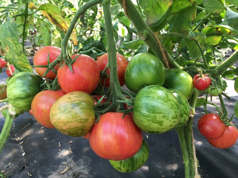 Tomate 'SWEET CARNEROS PINK' -10 Bio-Samen | biobewusst-gartenshop
