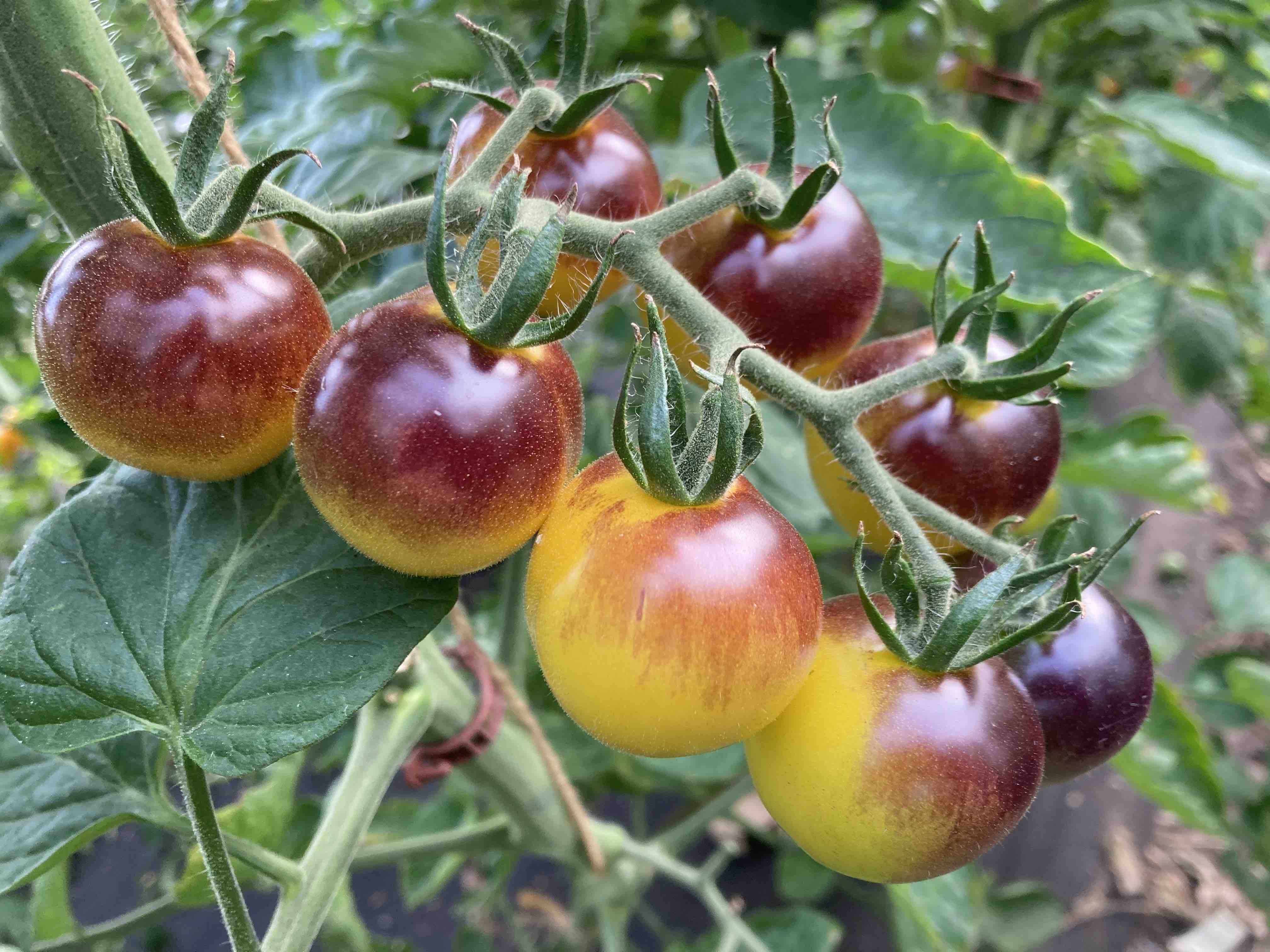 Tomatensorte 'ANTHO GELB' - 10 Bio-Samen | biobewusst-gartenshop