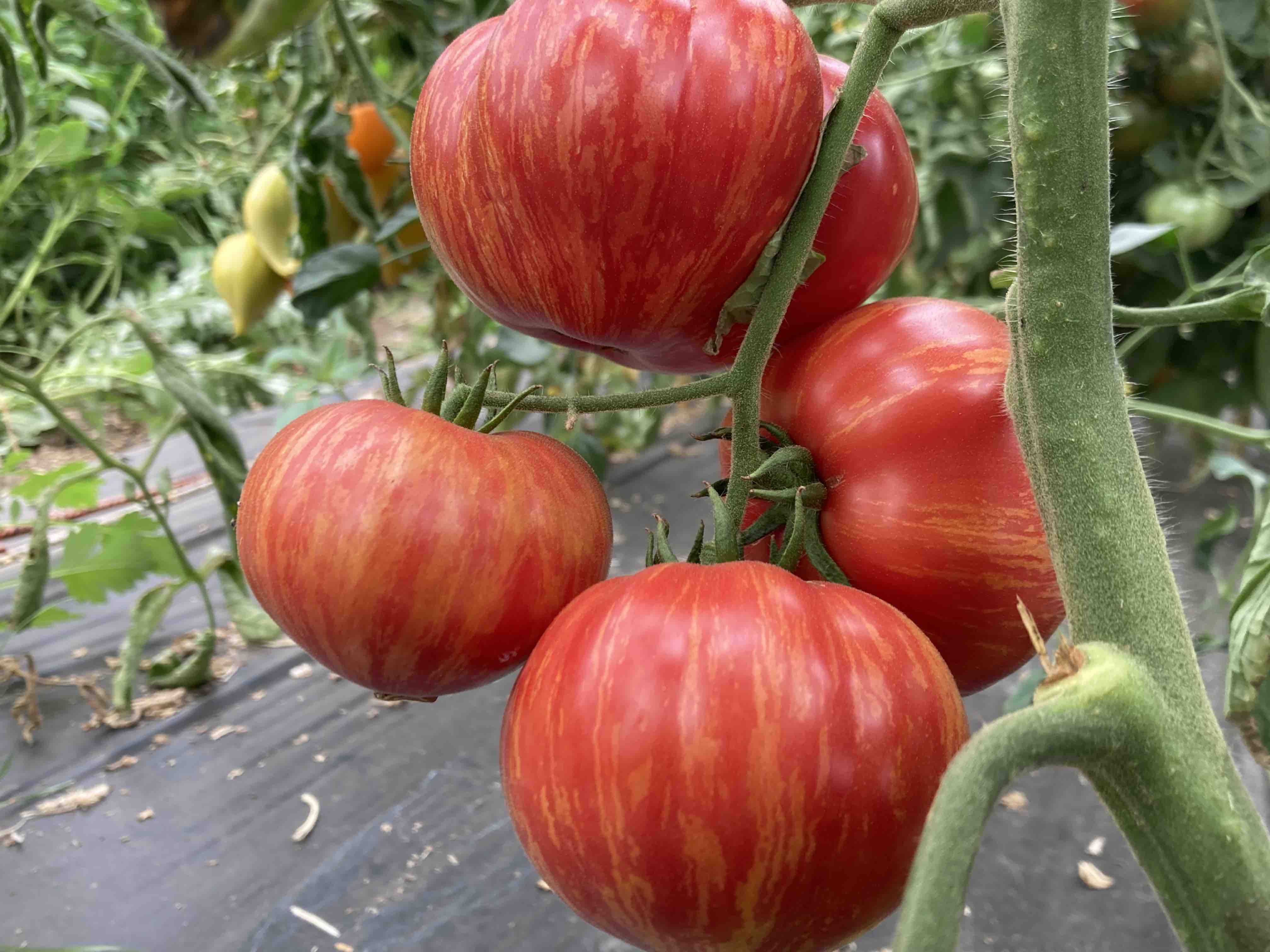 Tomatensorte 'Hippi Zebra' - 10 Bio-Samen | biobewusst-gartenshop