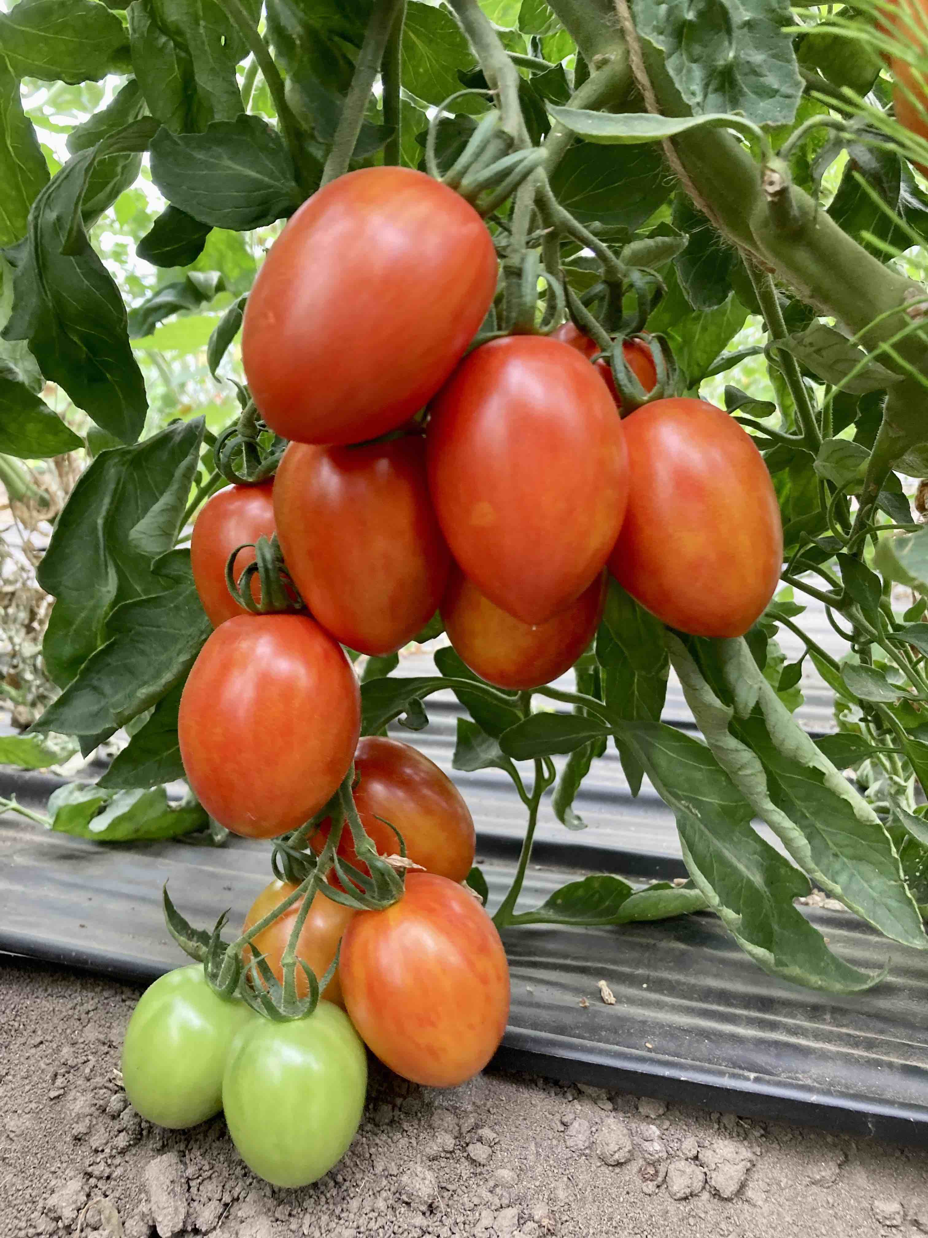 Tomate 'PINK TIGER' - 10 Bio-Samen | biobewusst-gartenshop