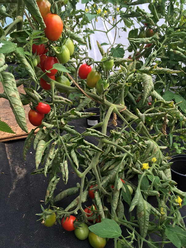 Buschtomaten | Tomaten nach Typen | Bio Saatgut | biobewusst-gartenshop
