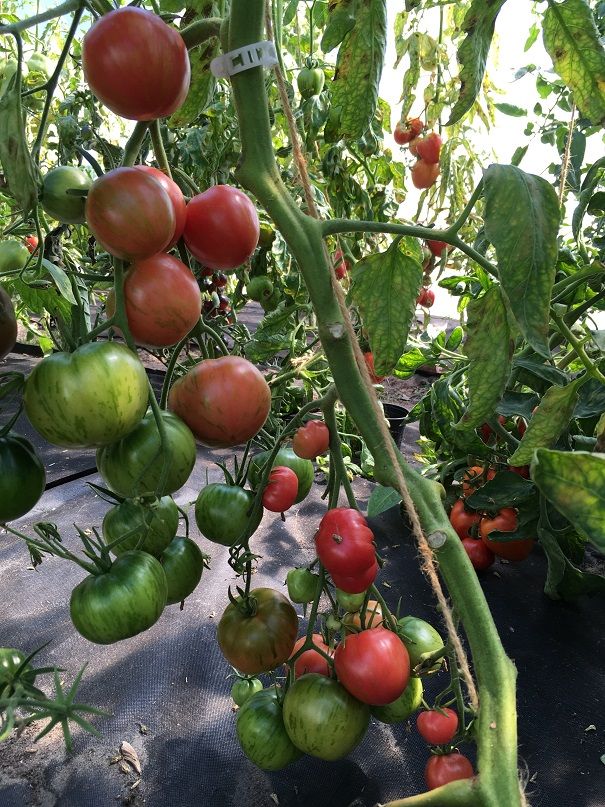 Tomate 'SWEET CARNEROS PINK' -10 Bio-Samen | biobewusst-gartenshop