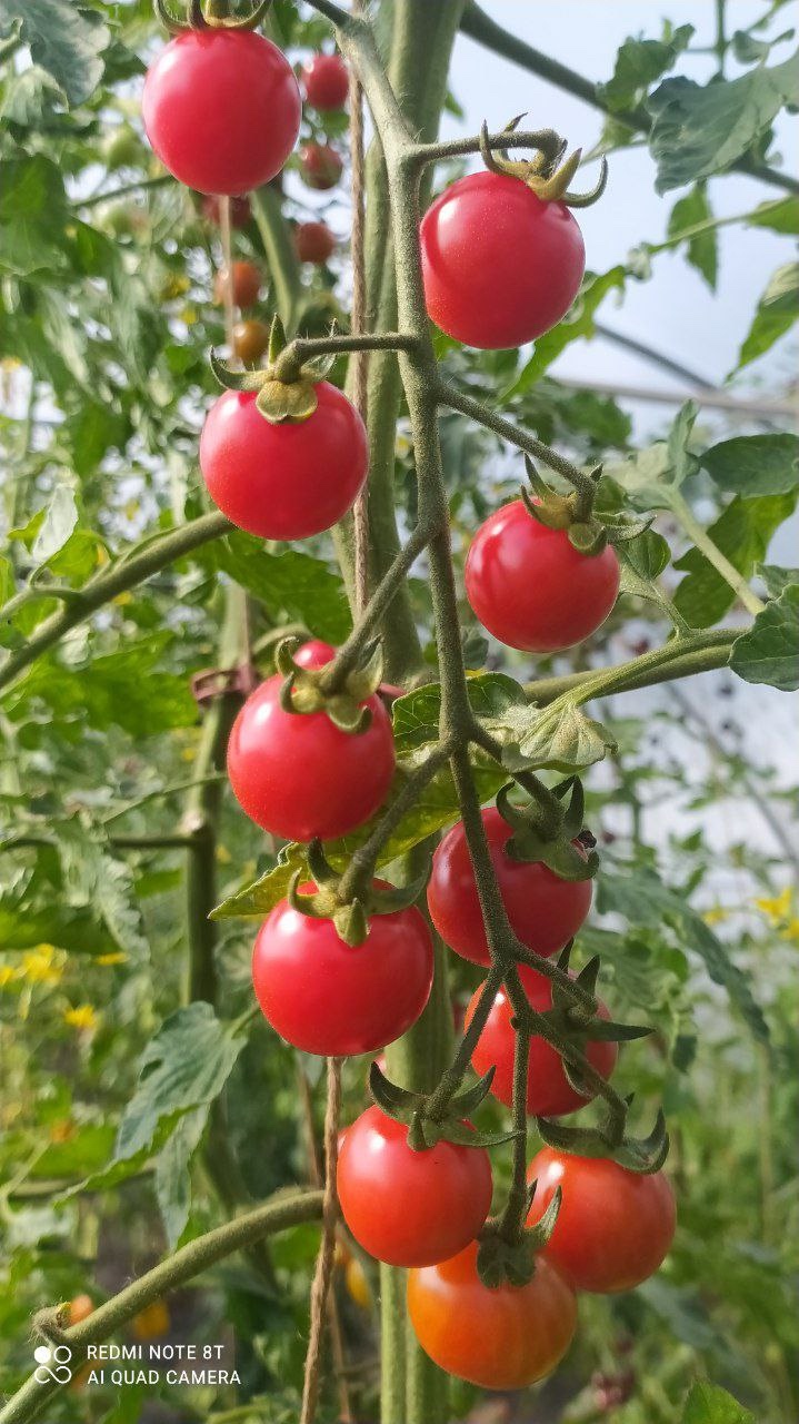 Tomatensorte 'PHILAMINA' - 10 Bio-Samen | biobewusst-gartenshop