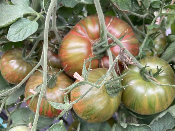 Tomatensorte 'ANANAS ZEBRA VERT´ - 10 Bio-Samen | biobewusst-gartenshop